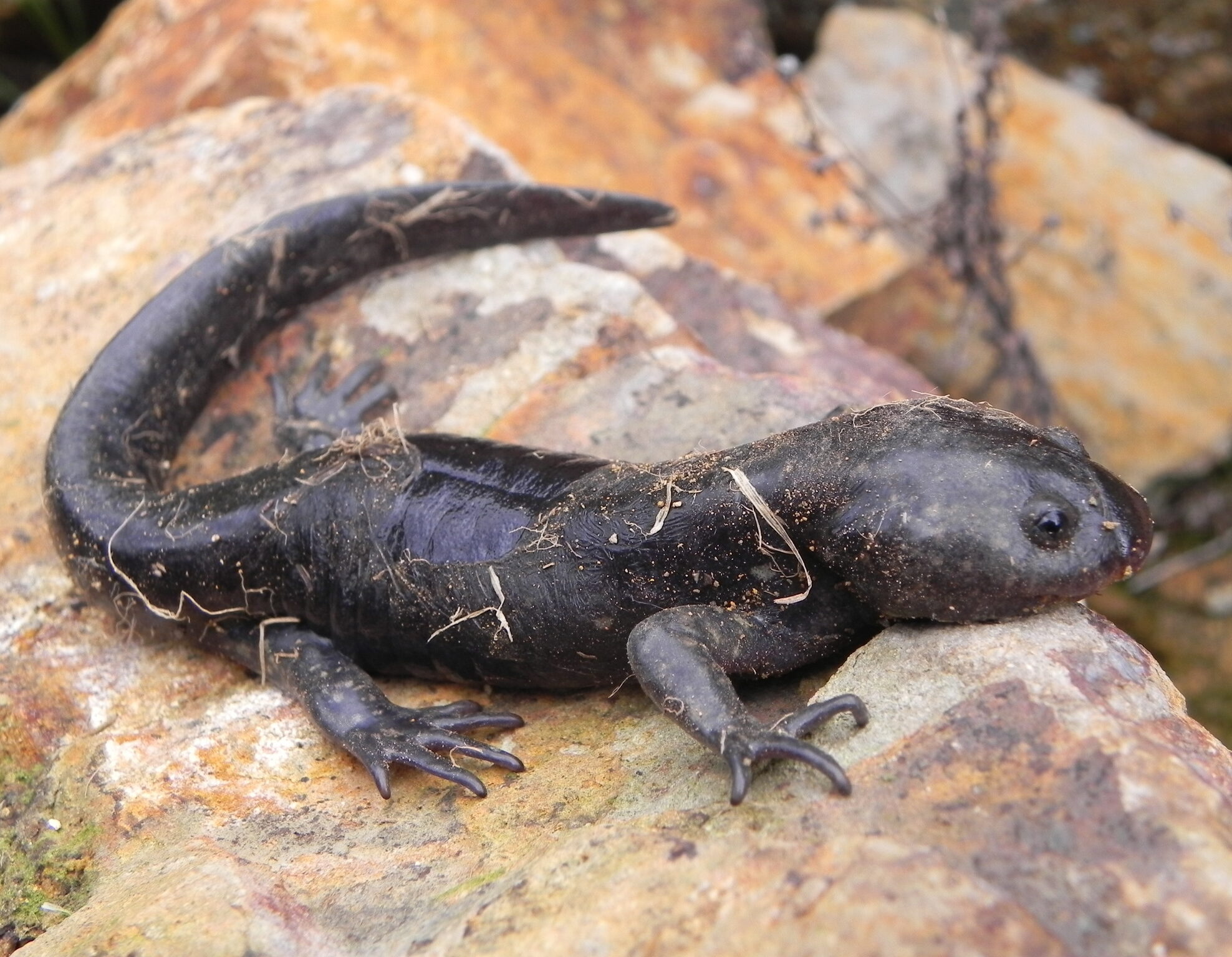 Promueve UNAM primera ley para preservación del ajolote arroyero ...